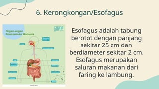 Anatomi Fisiologi Pencernaan Manusia-2.pptx
