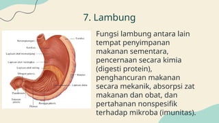 Anatomi Fisiologi Pencernaan Manusia-2.pptx