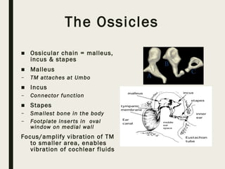Anatomi, fisiologi pendengaran | PPT