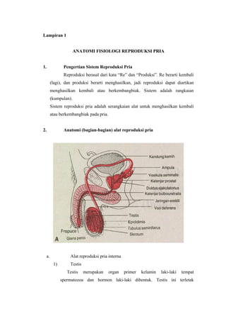 Anatomi fisiologi reproduksi pria | DOC
