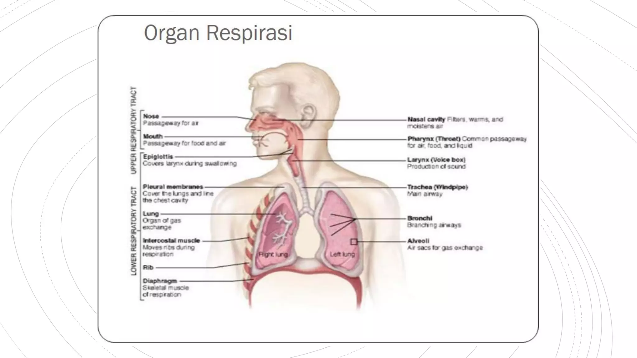ANATOMI FISIOLOGI RESPI TERMI.pdf
