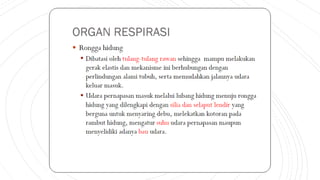 ANATOMI FISIOLOGI RESPI TERMI.pdf