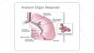 ANATOMI FISIOLOGI RESPI TERMI.pdf