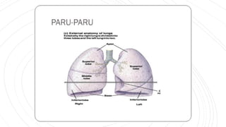 ANATOMI FISIOLOGI RESPI TERMI.pdf