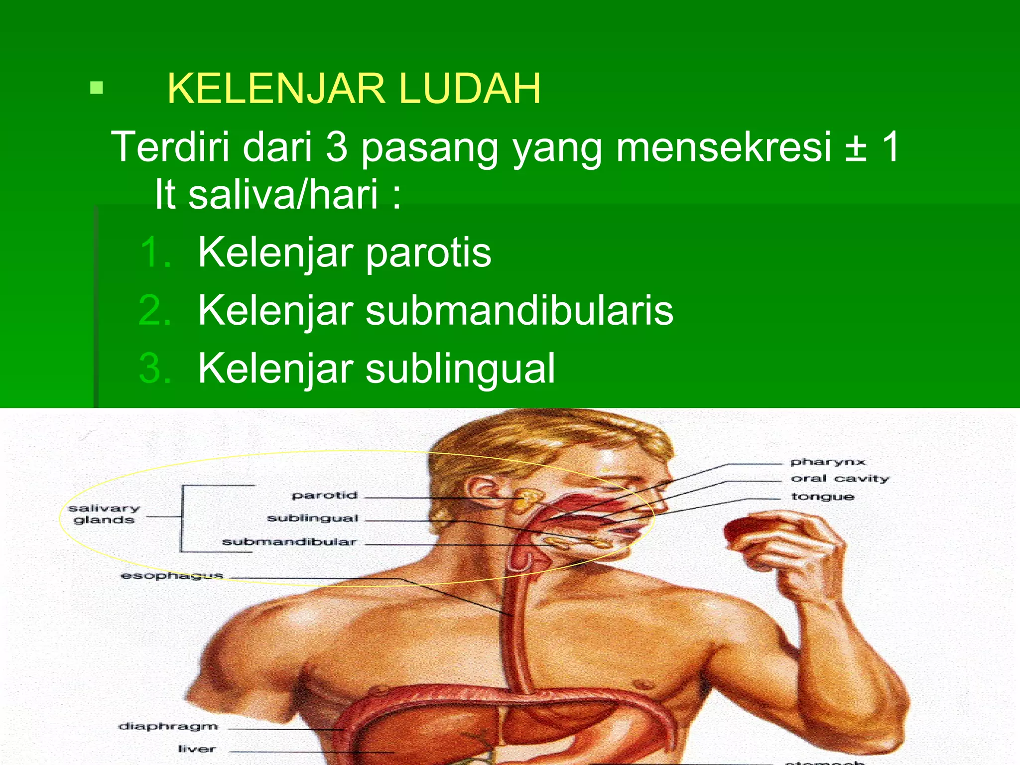 Anatomi Fisiologi Saluran Cerna | PPT