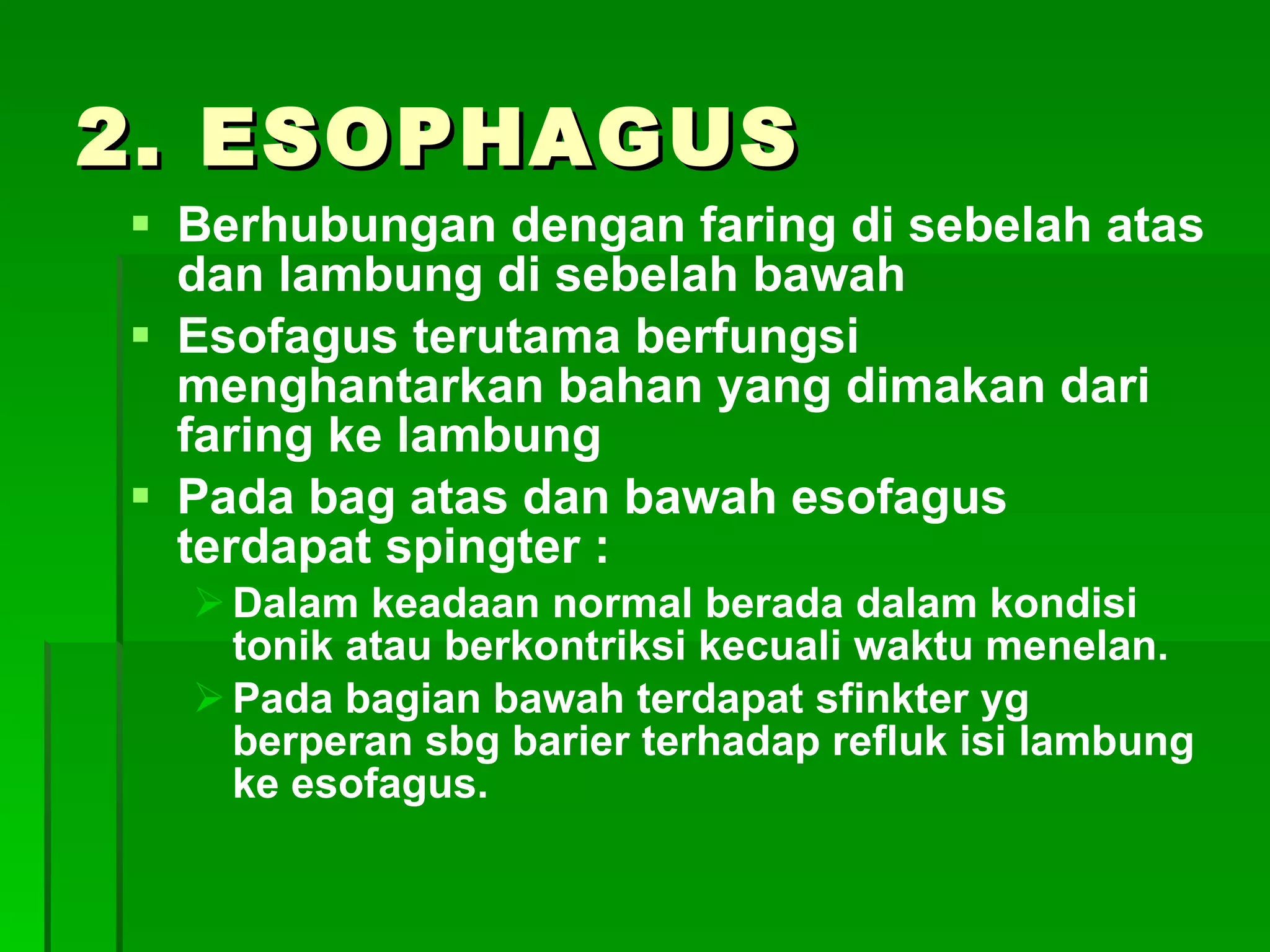 Anatomi Fisiologi Saluran Cerna | PPT