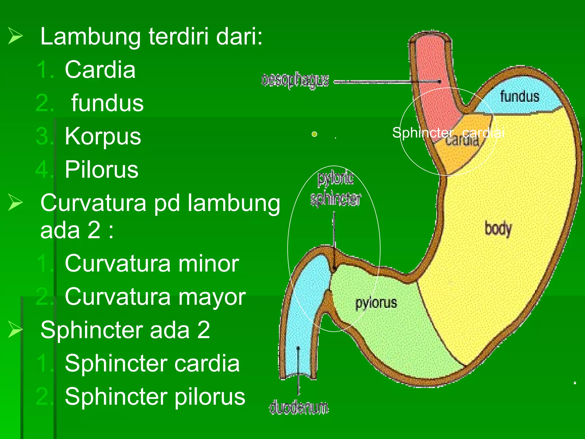 Anatomi Fisiologi Saluran Cerna | PPT