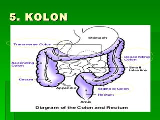 Anatomi Fisiologi Saluran Cerna | PPT
