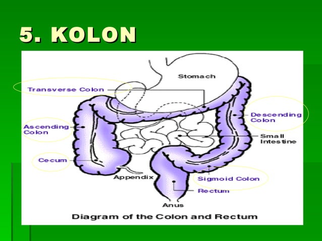 Anatomi Fisiologi Saluran Cerna | PPT
