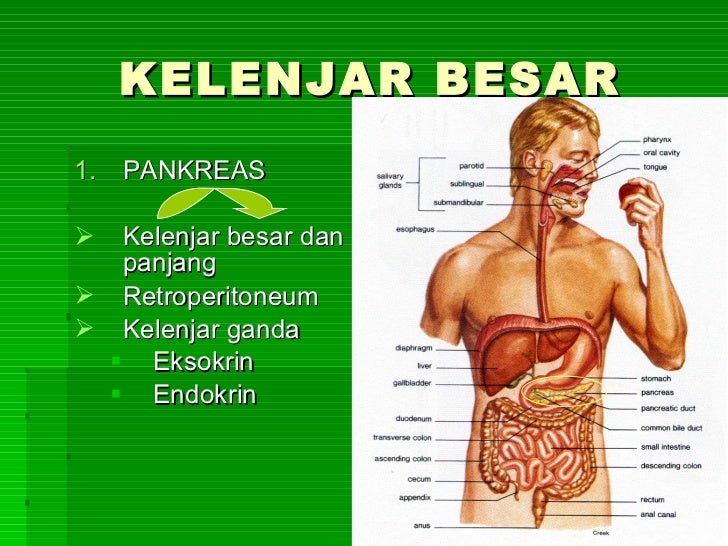 Anatomi Fisiologi Saluran Cerna