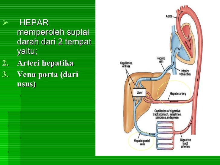 Anatomi Fisiologi Saluran Cerna