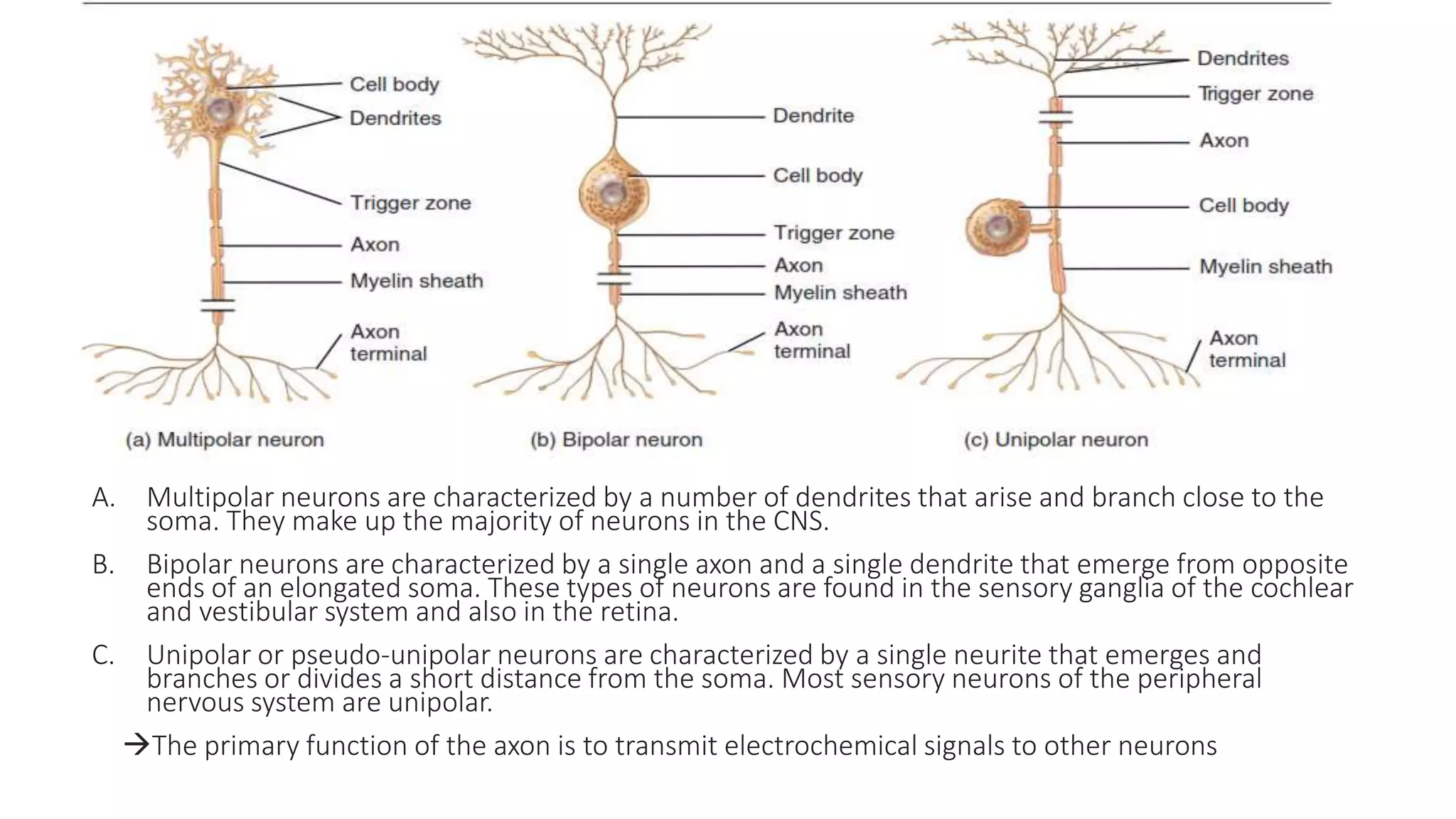 Anatomi fisiologi saraf (neuron) | PPTX