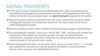 Anatomi fisiologi saraf (neuron) | PPTX