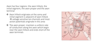 Anatomi fisiologi saraf (neuron) | PPTX