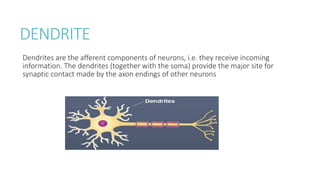 Anatomi fisiologi saraf (neuron) | PPTX