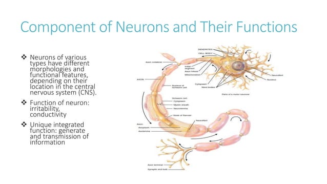 Anatomi fisiologi saraf (neuron) | PPTX | Brain and Nervous System ...