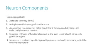 Anatomi fisiologi saraf (neuron) | PPTX