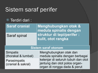 Power Point Anatomi & Fisiologi saraf Manusia | PPTX