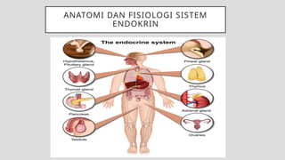 Anatomi & Fisiologi Sistem Endokrin.pptx