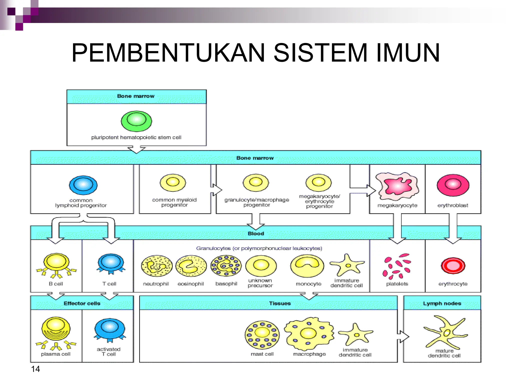 ANATOMI FISIOLOGI SISTEM_IMUN DAN HEMATOLOGI.ppt