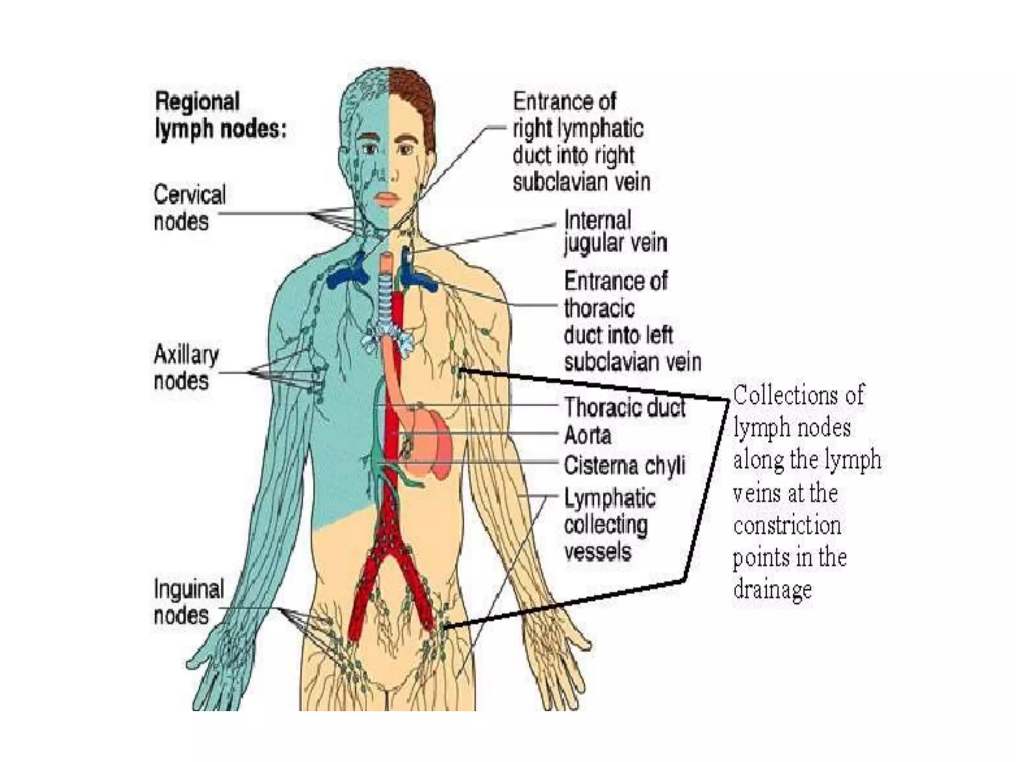 Anatomi & fisiologi sistem imunologi | PPTX