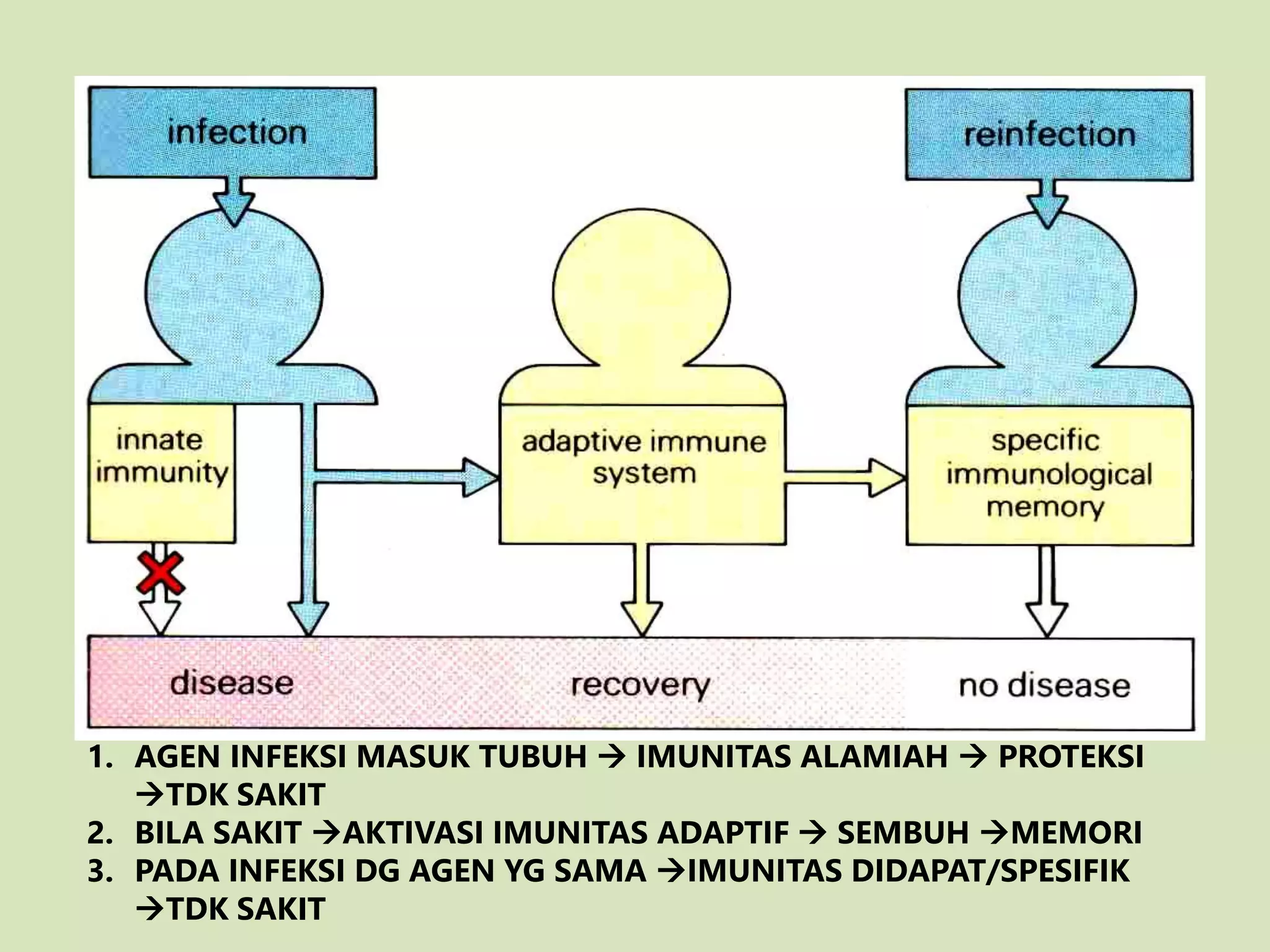 Anatomi & fisiologi sistem imunologi | PPTX