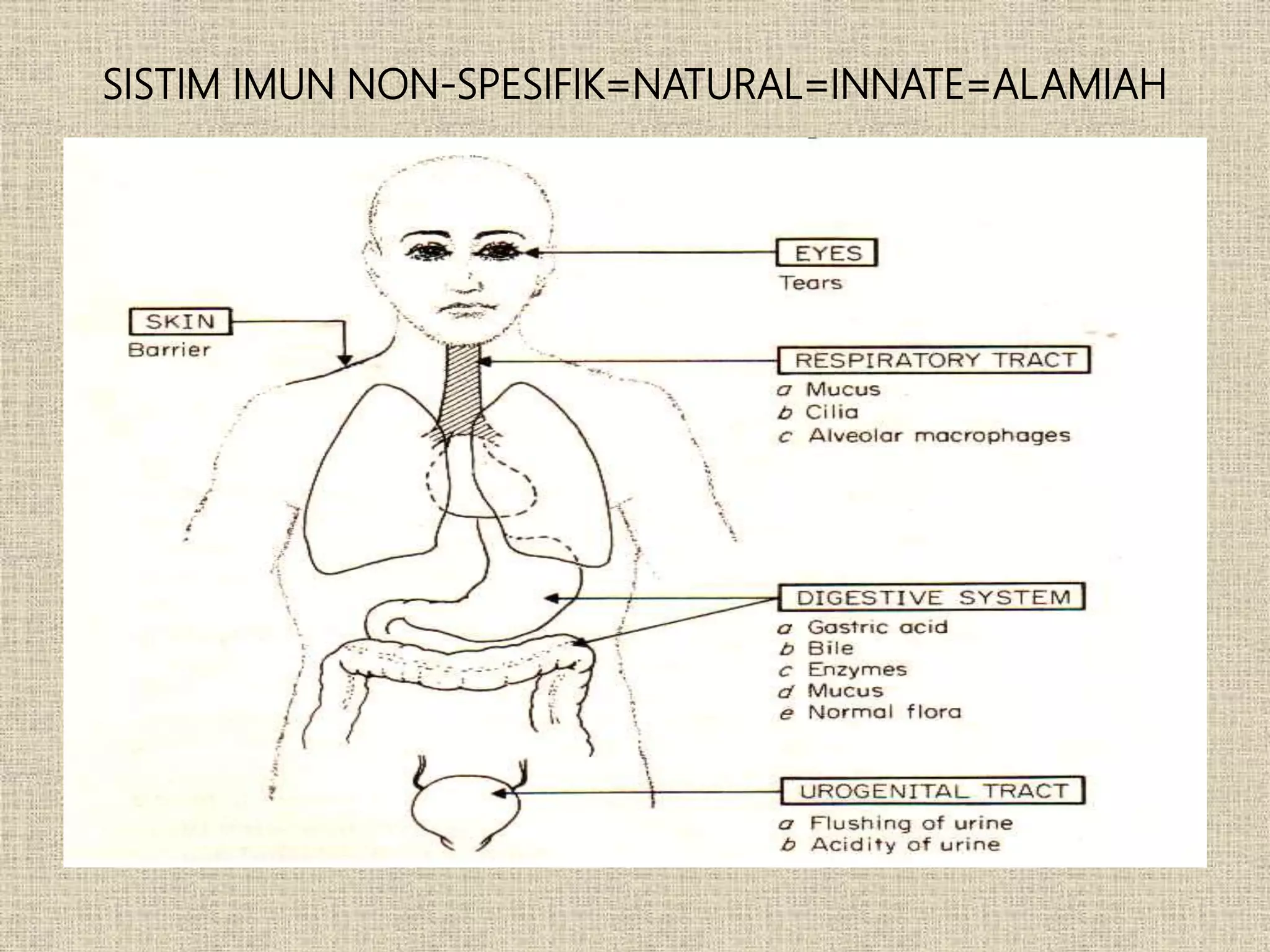 Anatomi & fisiologi sistem imunologi | PPTX