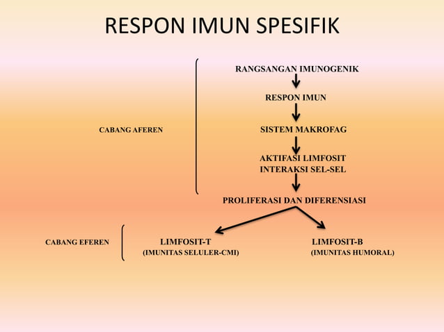 Anatomi & fisiologi sistem imunologi | PPTX