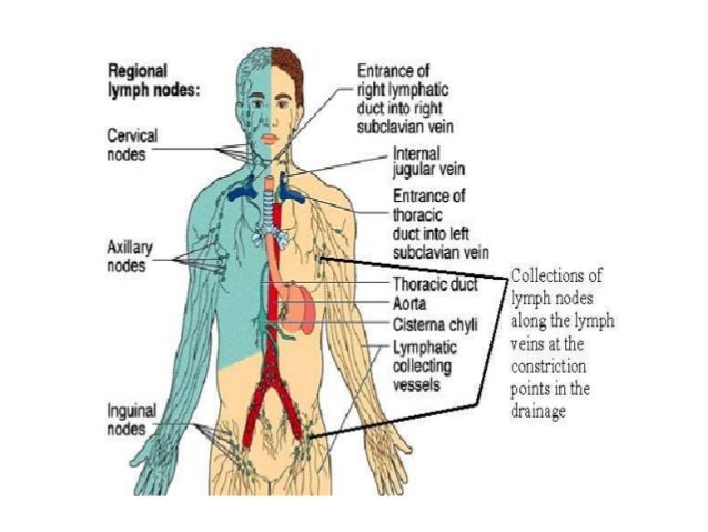 Anatomi & fisiologi sistem imunologi