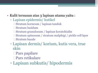 Anatomi fisiologi sistem integumen 2 | PPTX
