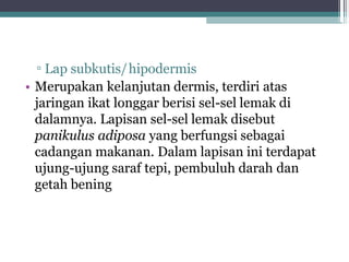 Anatomi fisiologi sistem integumen 2 | PPTX