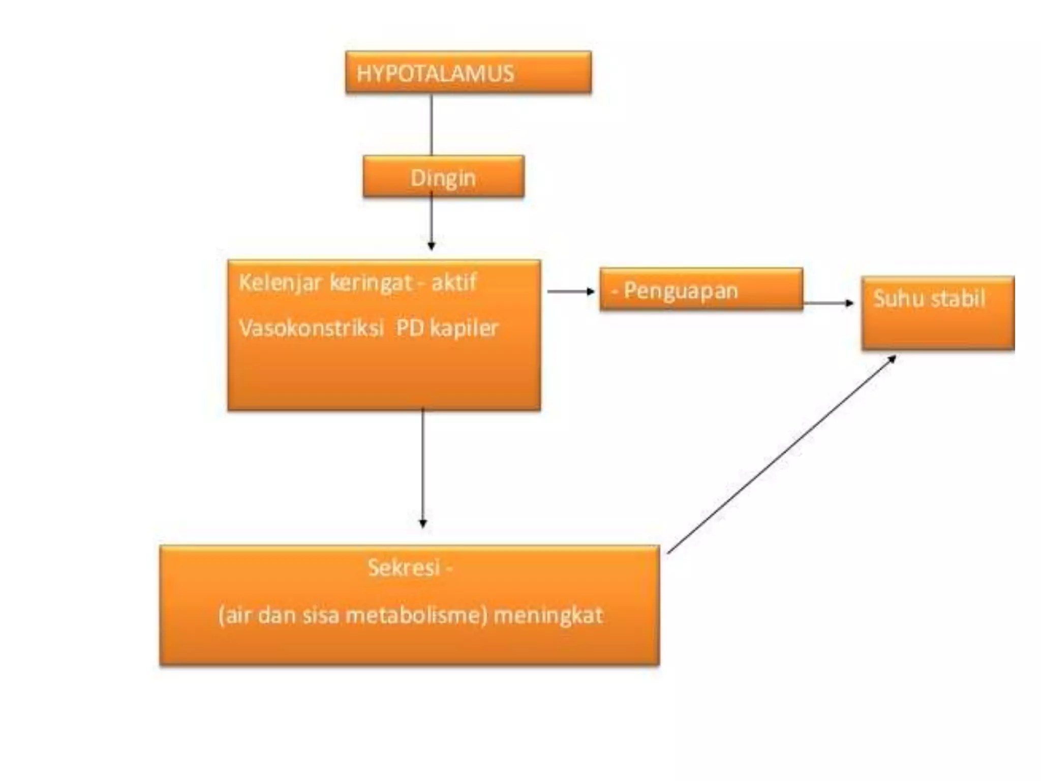ANATOMI FISIOLOGI SISTEM INTEGUMEN.ppt