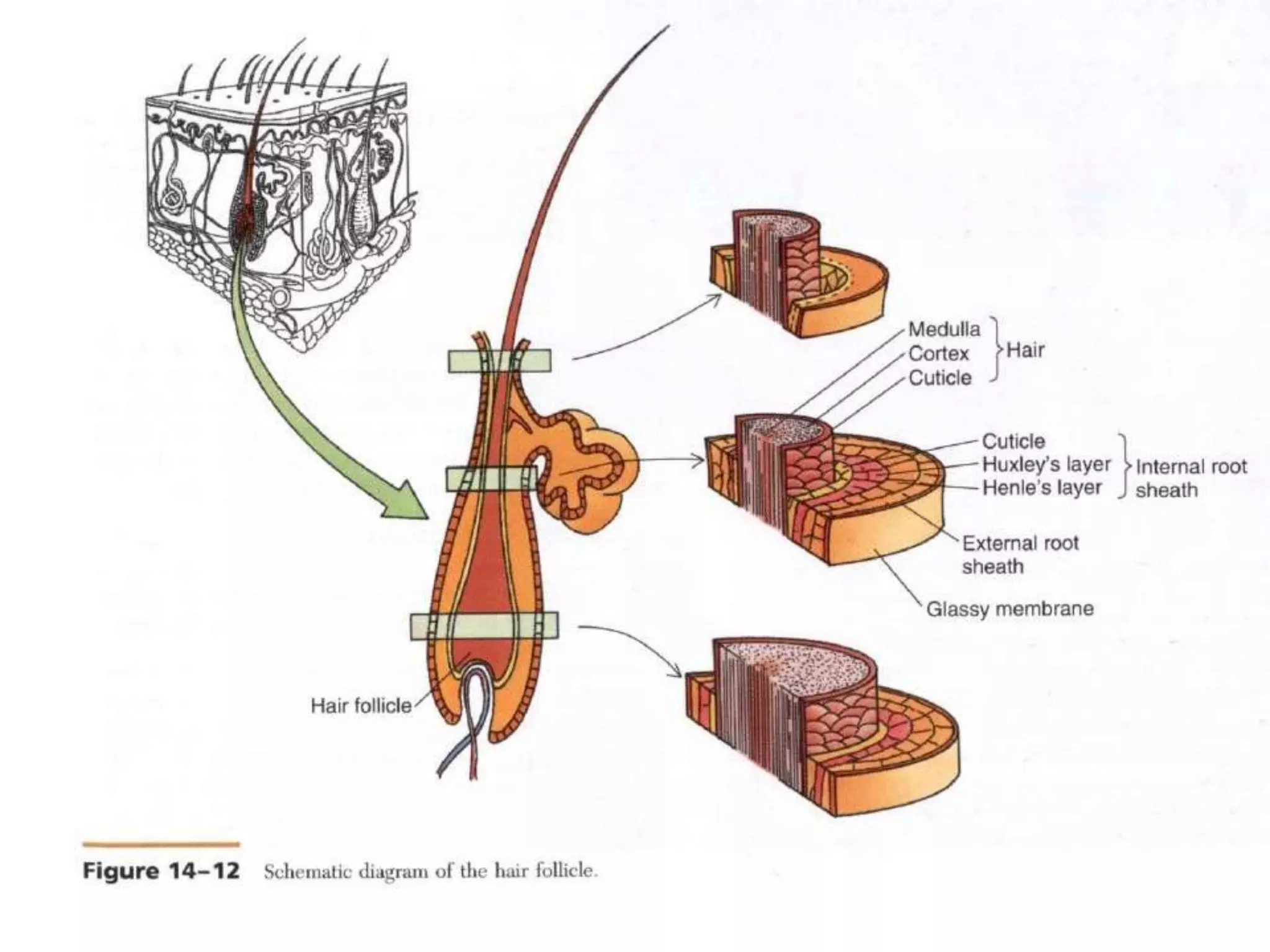ANATOMI FISIOLOGI SISTEM INTEGUMEN.ppt