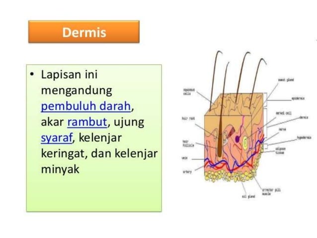ANATOMI FISIOLOGI SISTEM INTEGUMEN.ppt