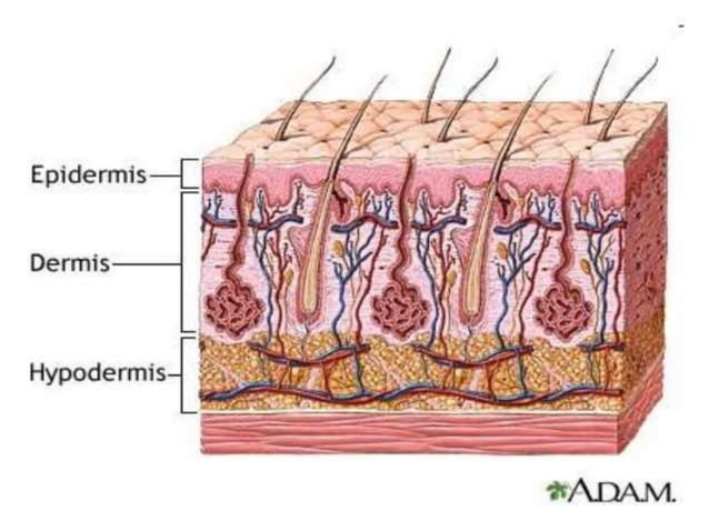 ANATOMI FISIOLOGI SISTEM INTEGUMEN.ppt