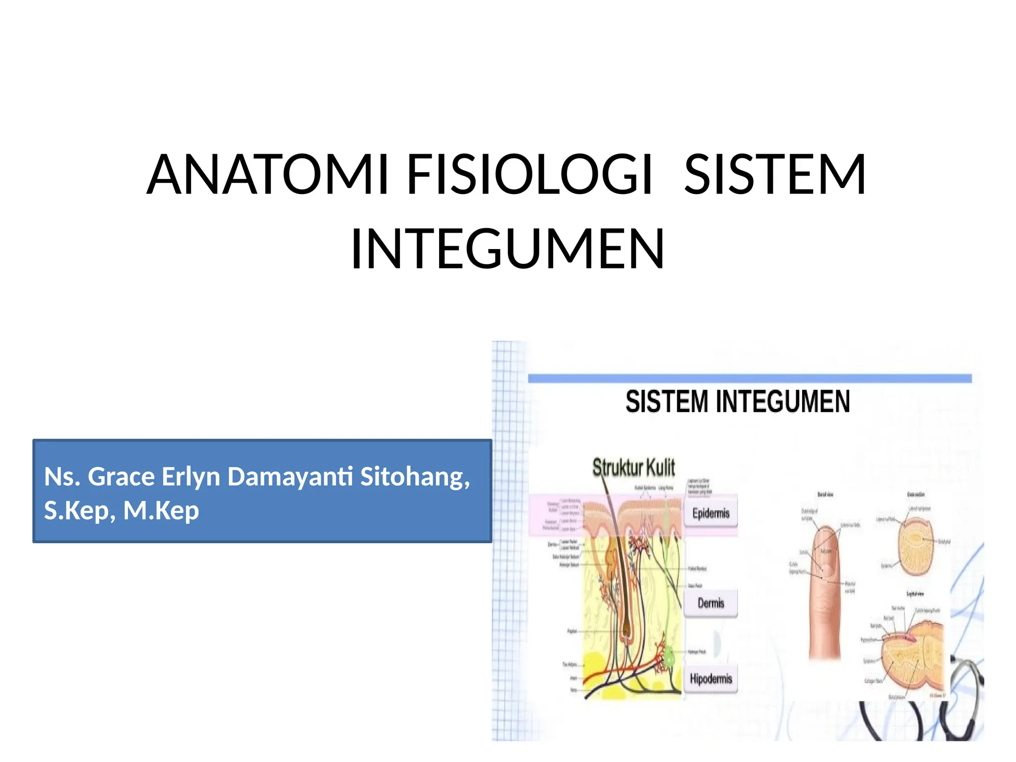 ANATOMI FISIOLOGI SISTEM INTEGUMEN ppt online | PPTX