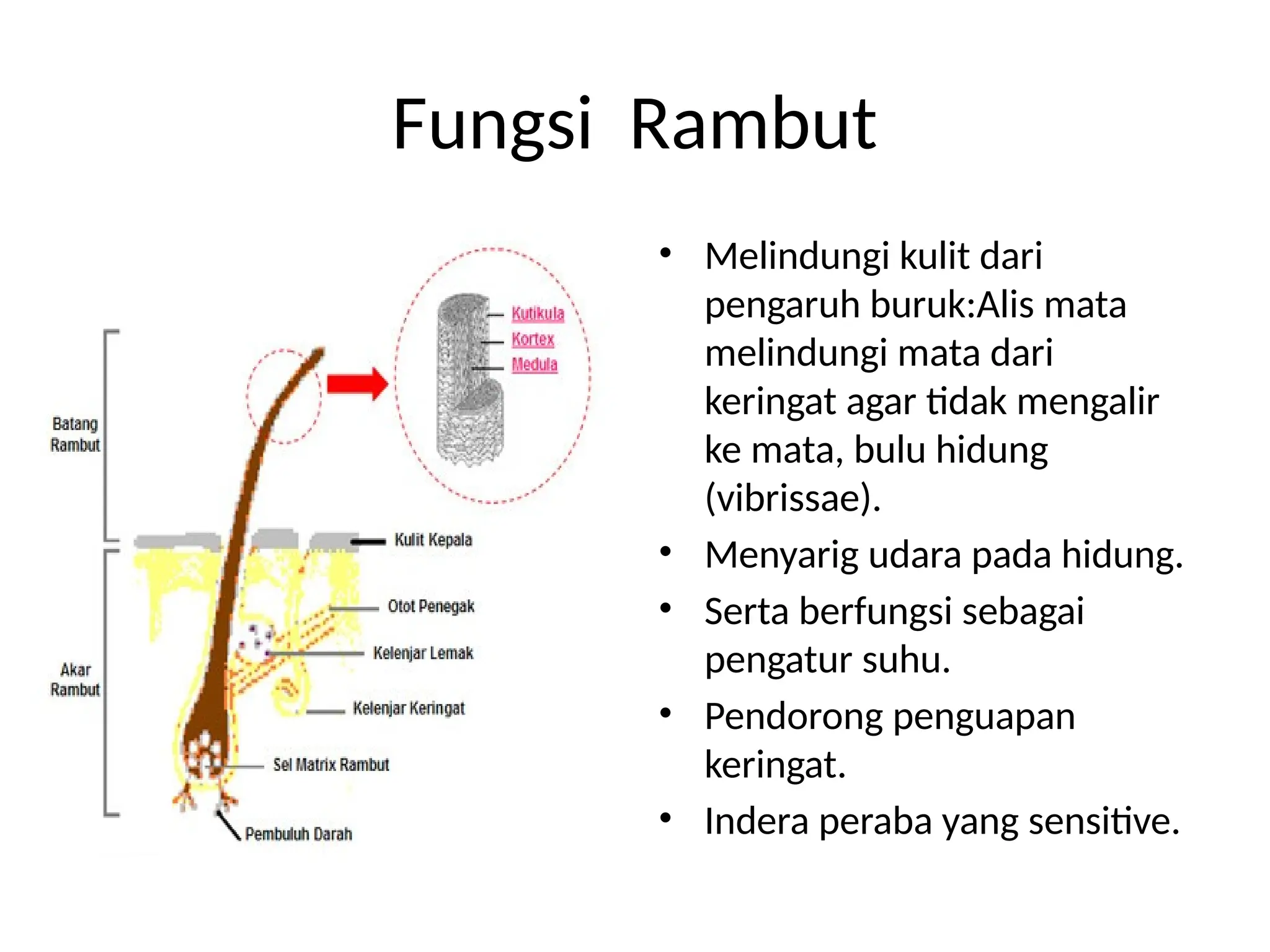 ANATOMI FISIOLOGI SISTEM INTEGUMEN ppt online | PPTX