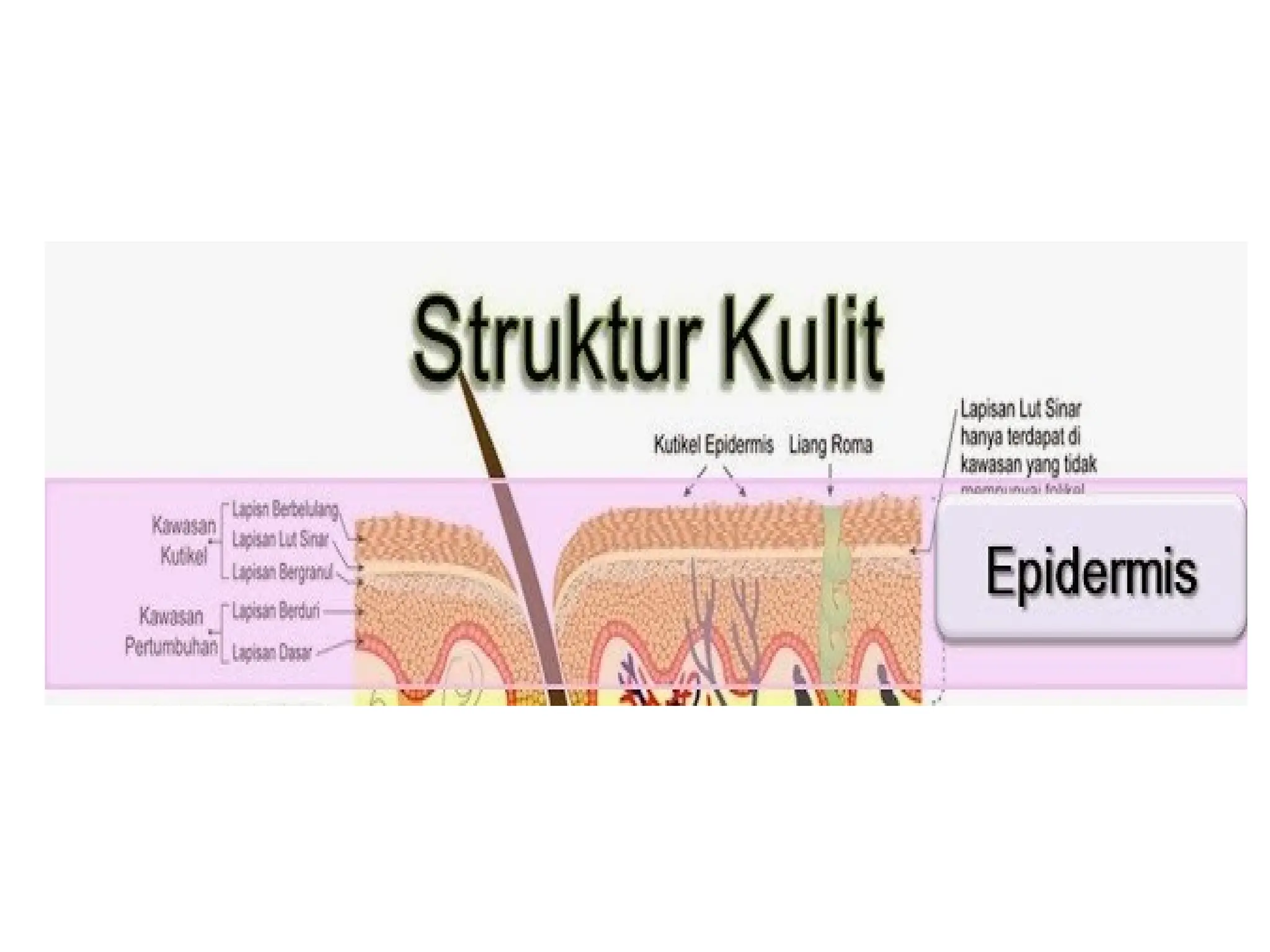 ANATOMI FISIOLOGI SISTEM INTEGUMEN ppt online | PPTX