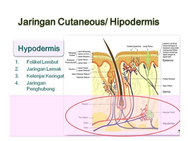 ANATOMI FISIOLOGI SISTEM INTEGUMEN ppt online | PPT