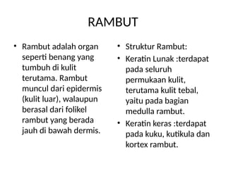 ANATOMI FISIOLOGI SISTEM INTEGUMEN ppt online | PPTX