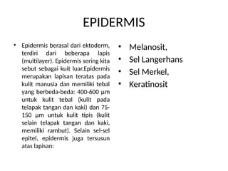 ANATOMI FISIOLOGI SISTEM INTEGUMEN ppt online | PPTX