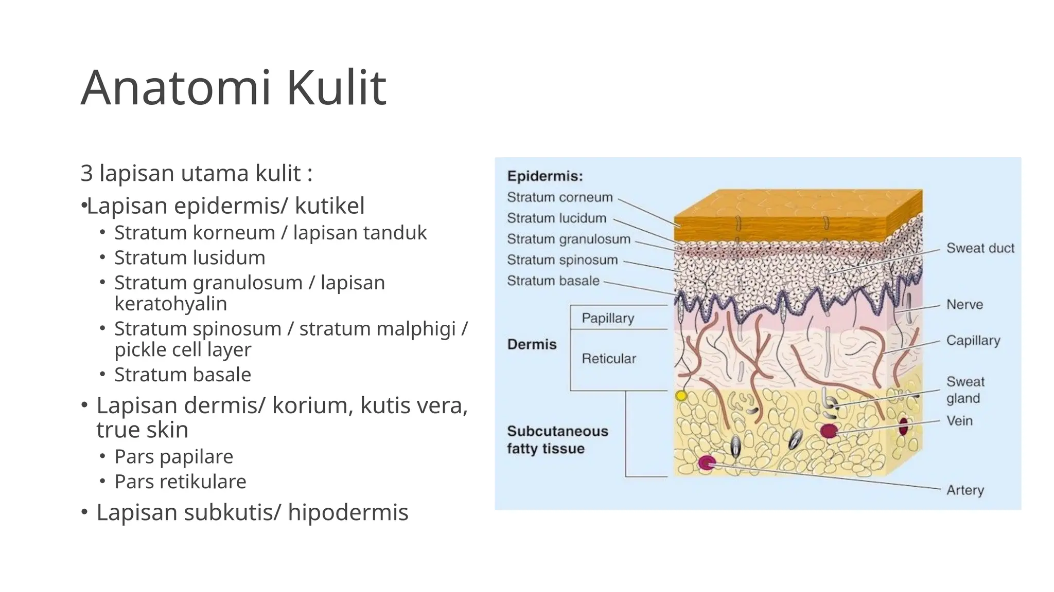 Anatomi dan fisiologi sistem integumen.pptx
