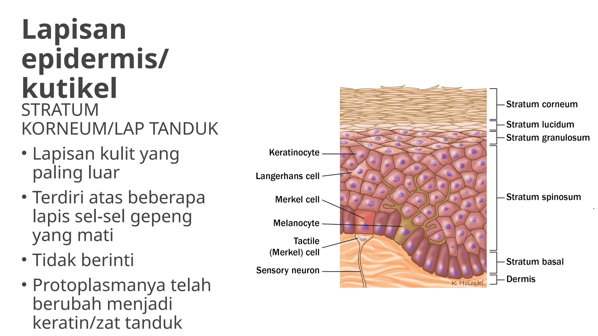 Anatomi dan fisiologi sistem integumen.pptx
