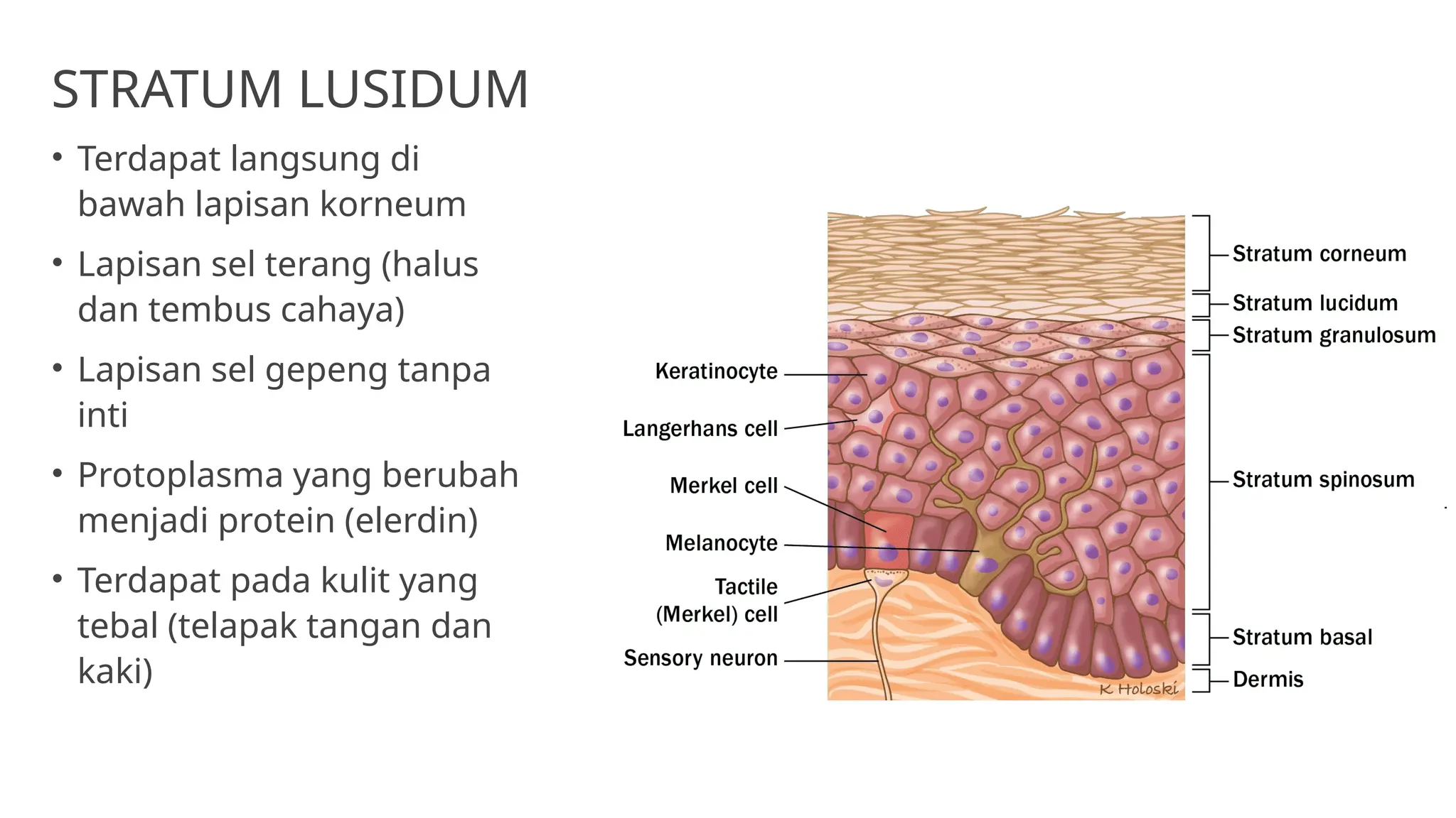 Anatomi dan fisiologi sistem integumen.pptx