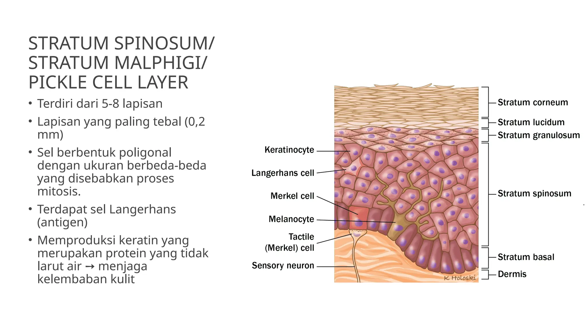 Anatomi dan fisiologi sistem integumen.pptx