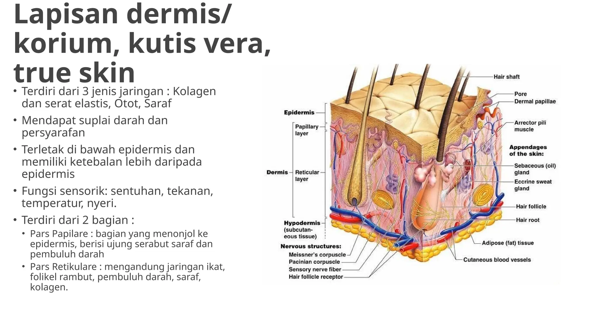Anatomi dan fisiologi sistem integumen.pptx