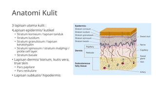 Anatomi dan fisiologi sistem integumen.pptx