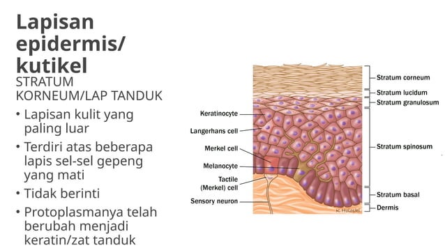 Anatomi dan fisiologi sistem integumen.pptx