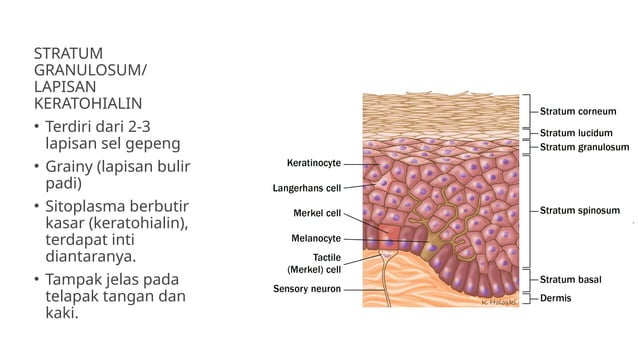 Anatomi dan fisiologi sistem integumen.pptx