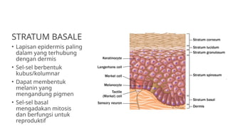 Anatomi dan fisiologi sistem integumen.pptx